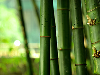 Bamboo: a Beautiful Grass that Thinks It’s a Tree - Marie Selby ...
