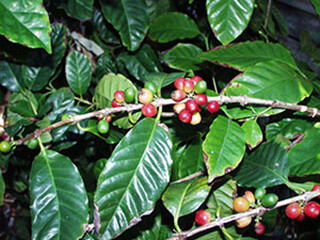 Coffea arabica (Rubiaceae) - Marie Selby Botanical Gardens